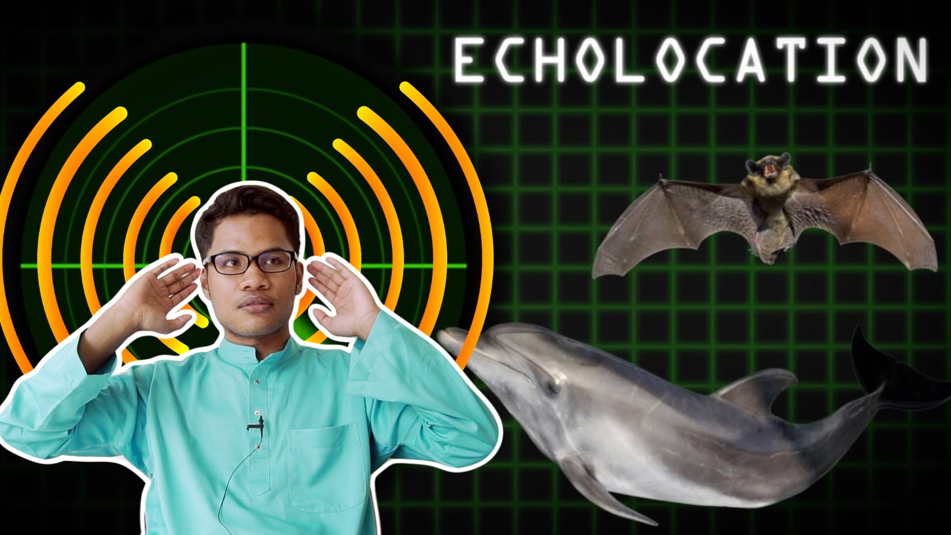 Echolocation – ML Studios