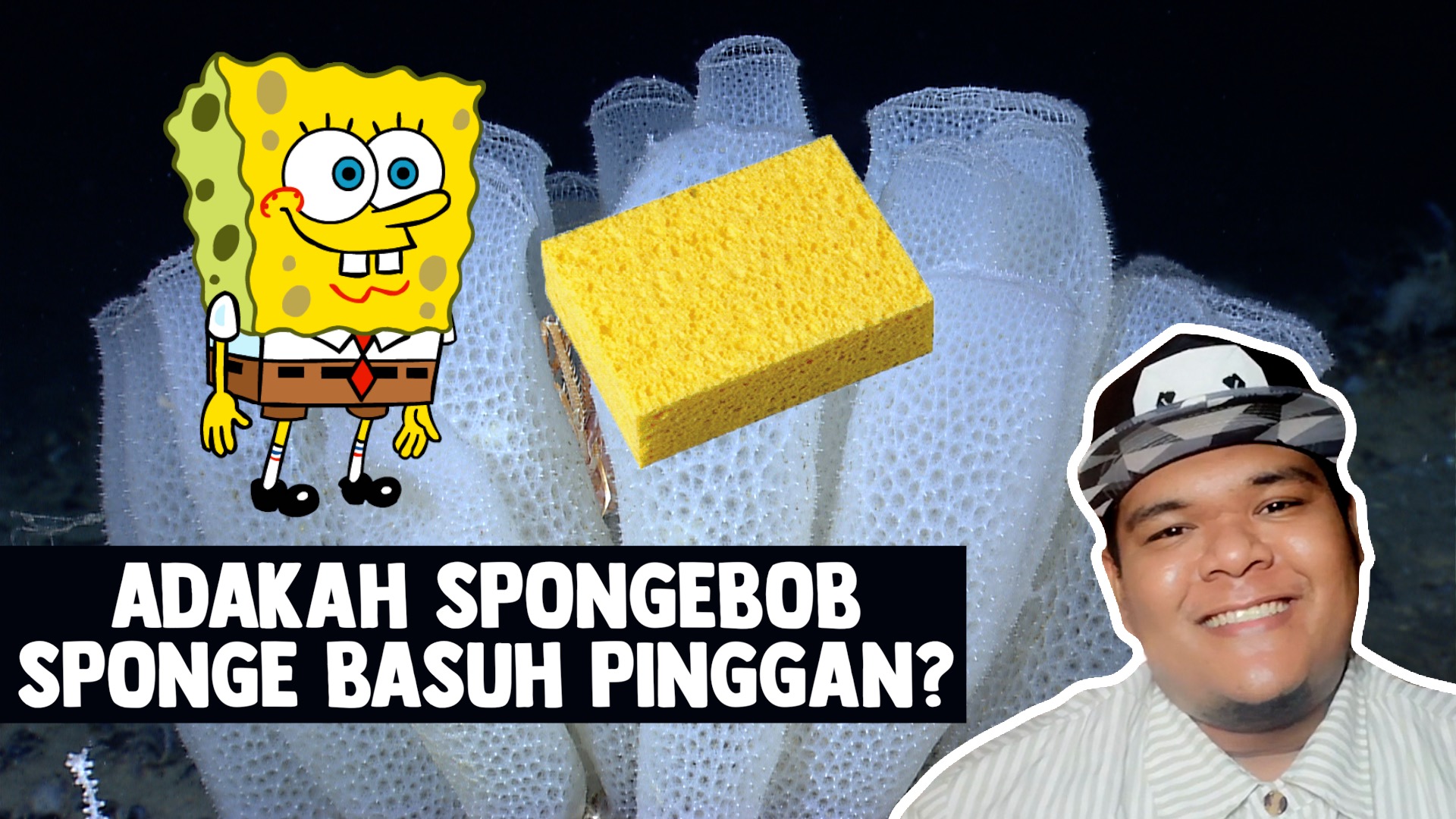 Adakah SpongeBob Sponge Basuh Pinggan? – ML Studios