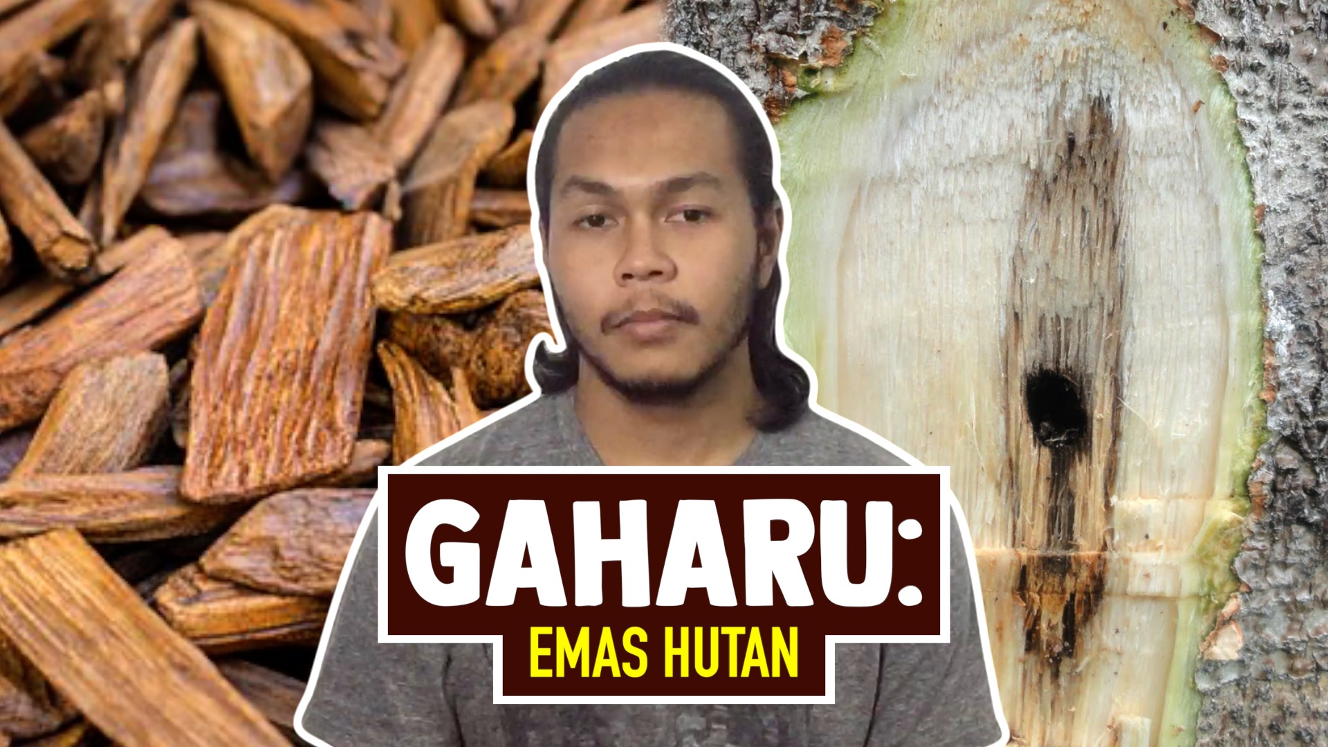Gaharu: Emas Hutan – ML Studios