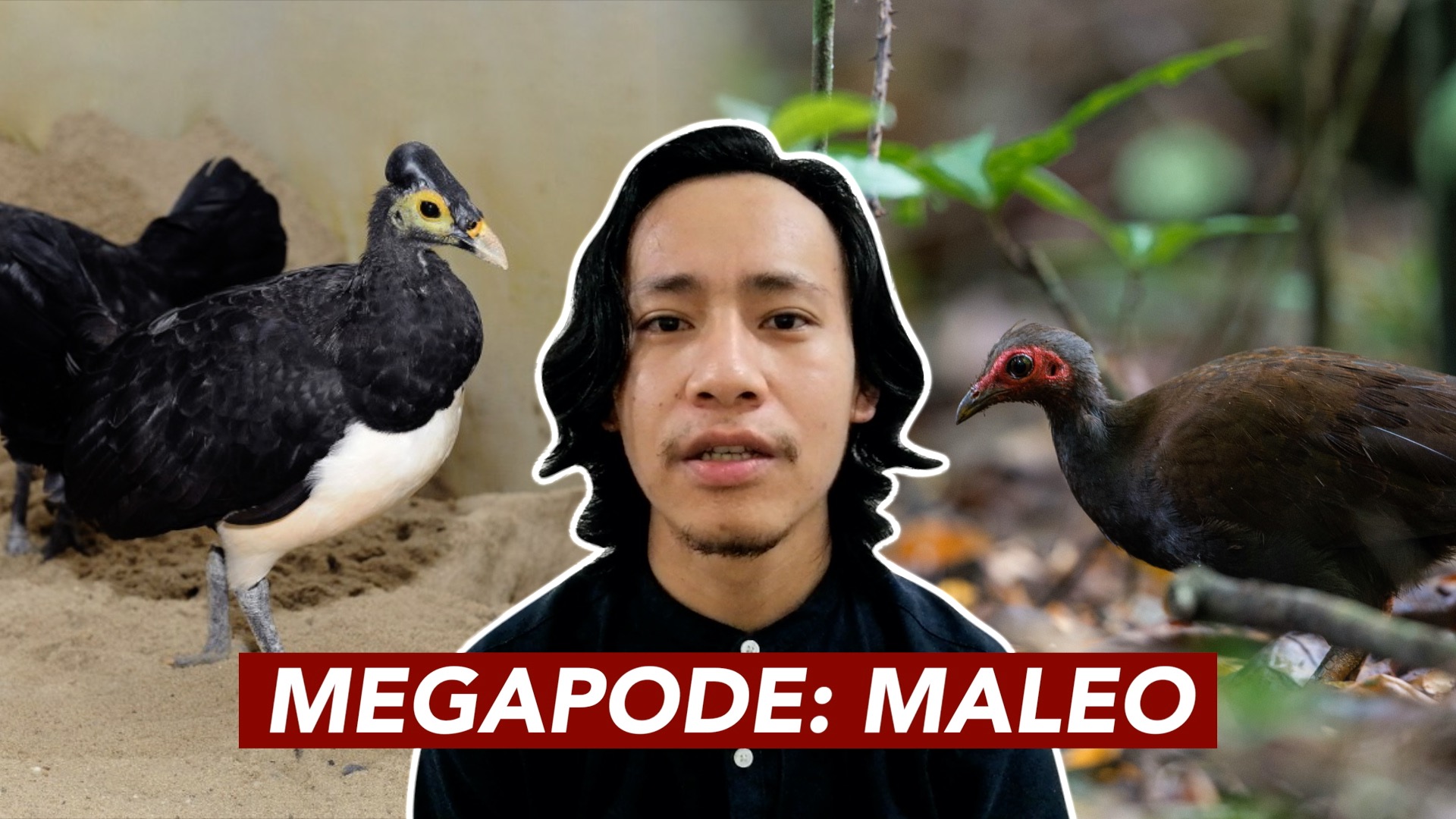 Megapode: Maleo – ML Studios