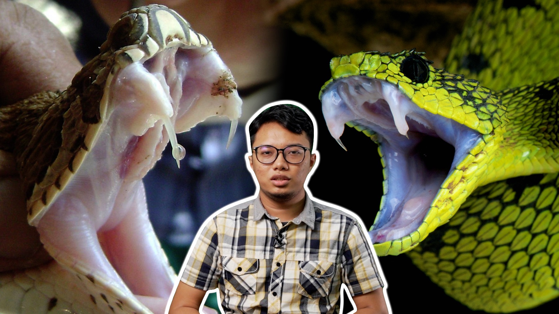 Apa Ada dalam Bisa Ular? – ML Studios