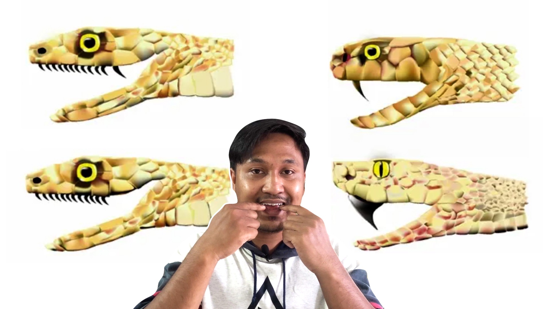 Jenis-Jenis Taring Ular – ML Studios