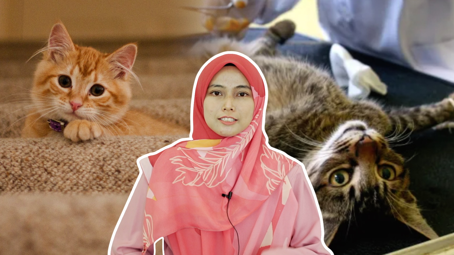 Tengok Video Ini Dahulu Sebelum Mandulkan Kucing – ML Studios