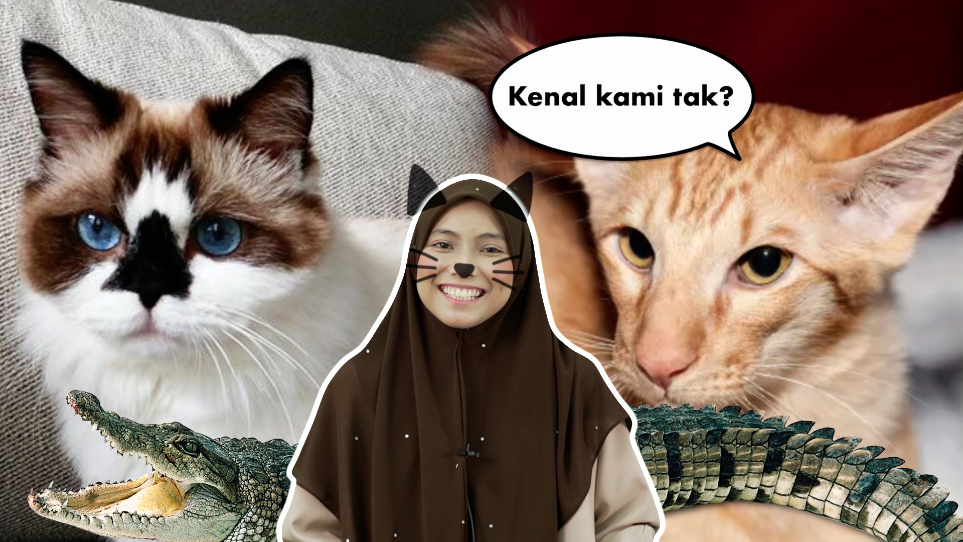 Cara Saya Bezakan 24 Kucing di Rumah – ML Studios