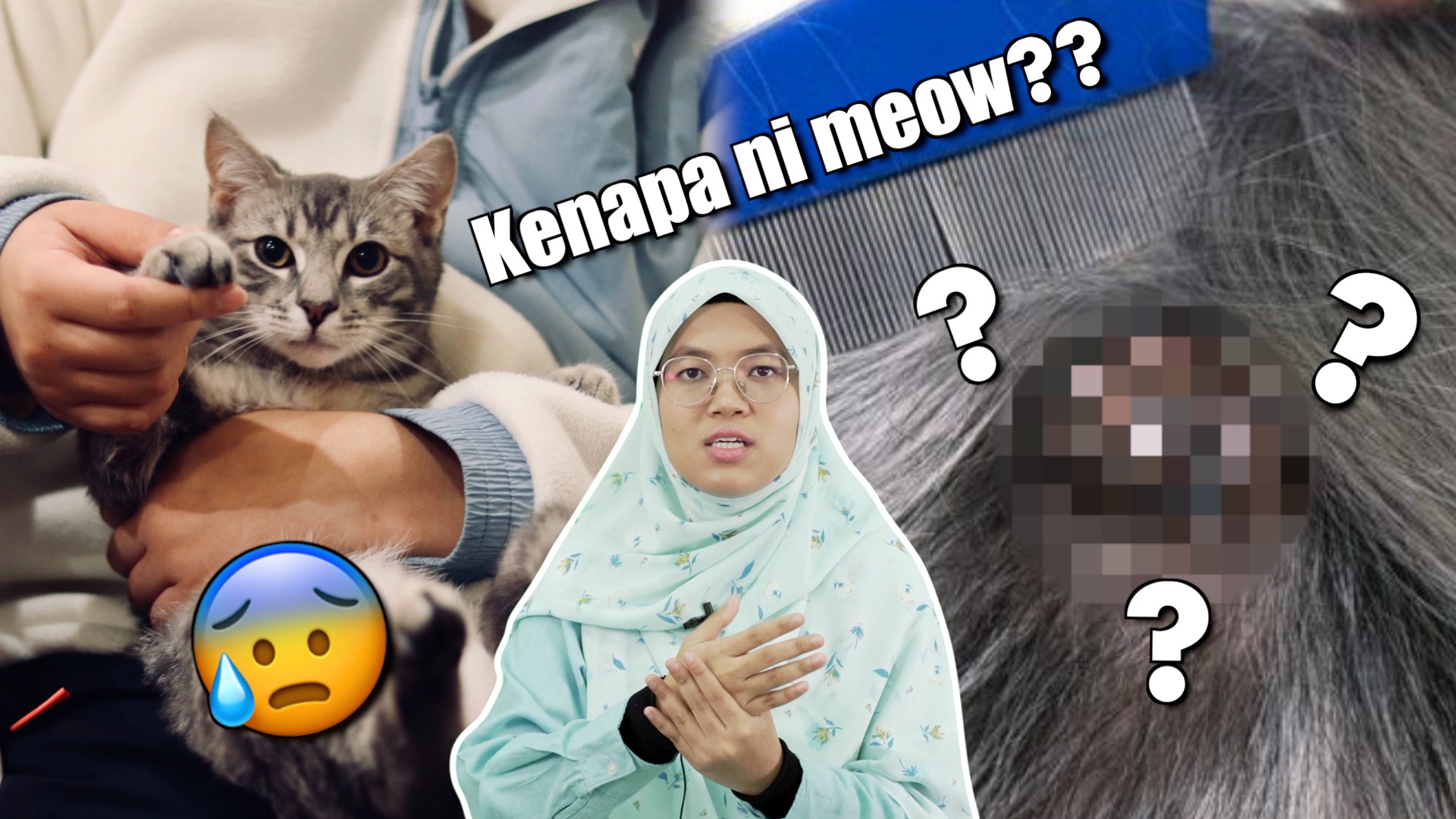 Apa Nak Buat Kalau Kucing Ada Benjolan? – ML Studios