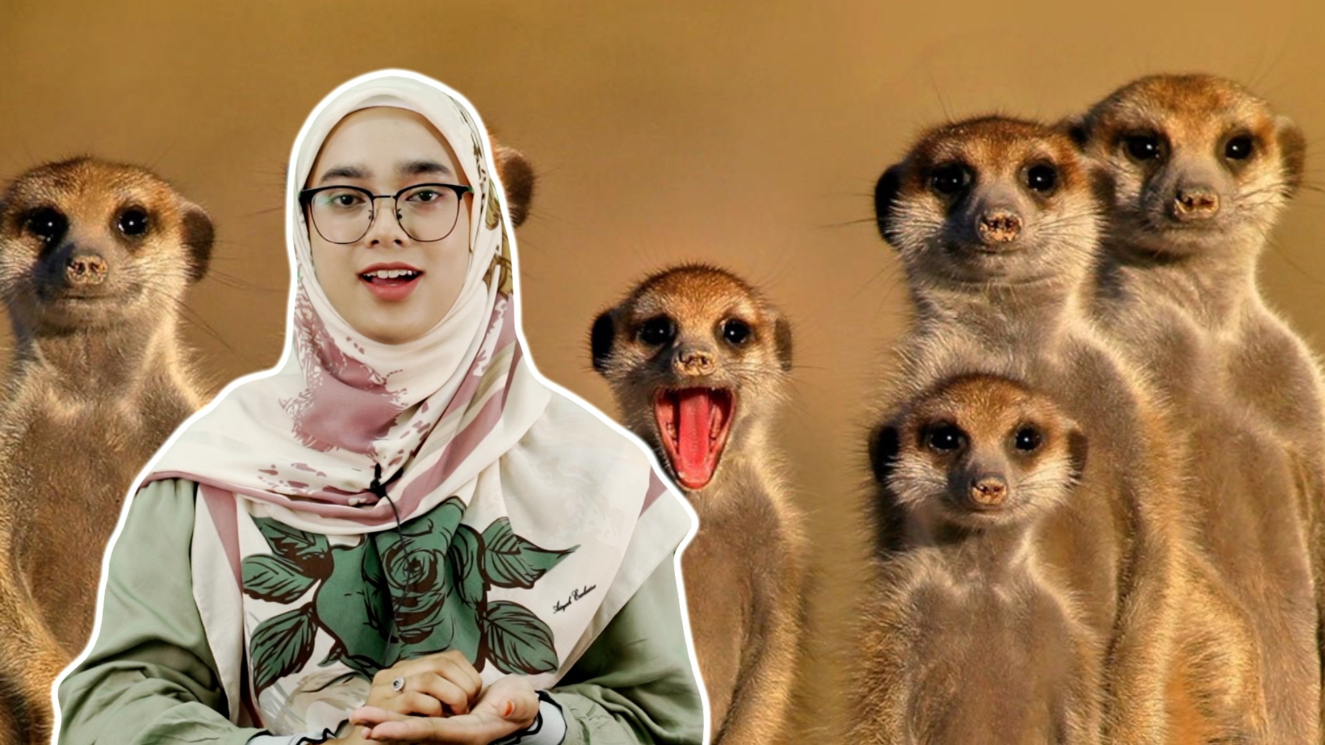 Meerkat Lagi Friendly daripada Kucing – ML Studios