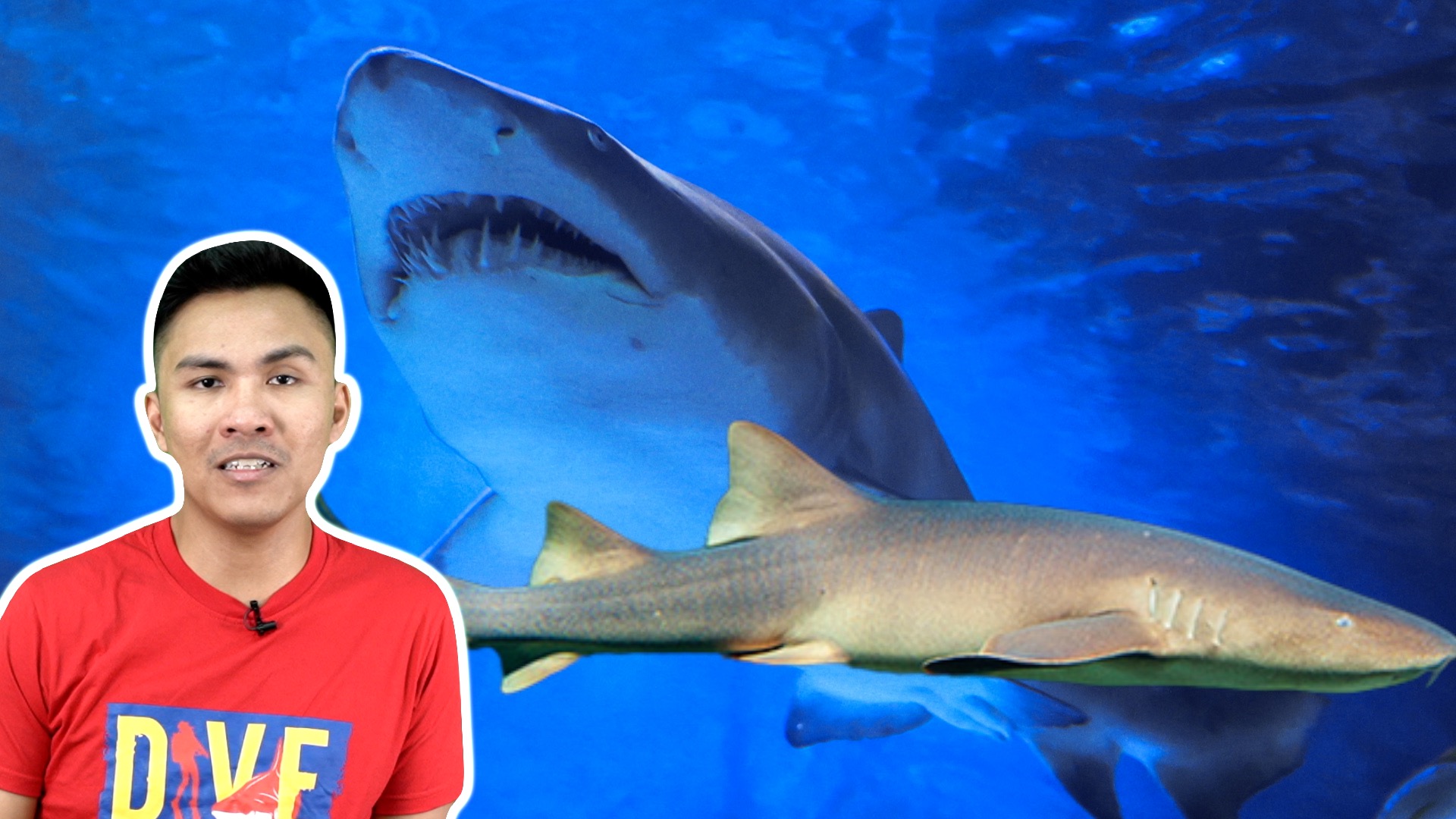 Sand Tiger Shark & Nurse Shark – ML Studios