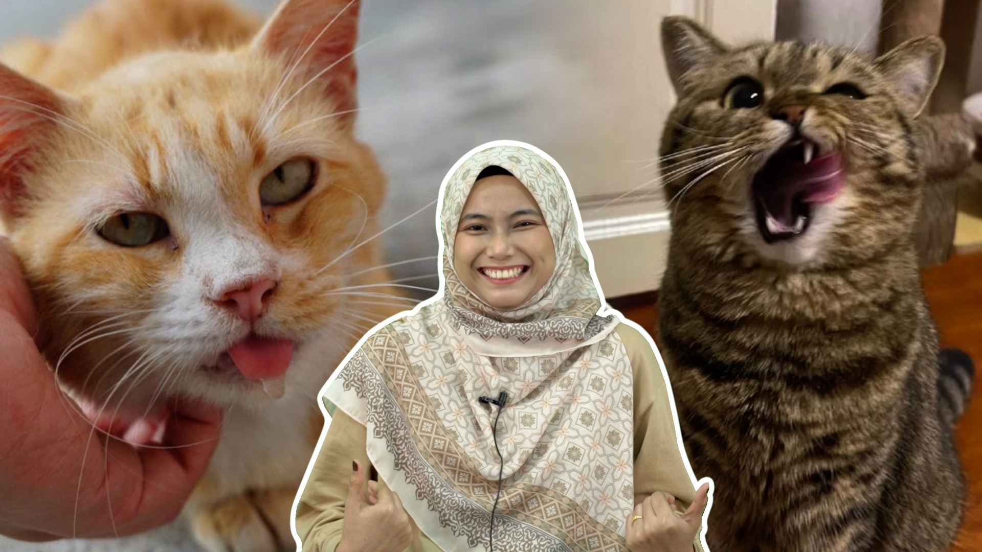 Kenapa Kucing Jelir Lidah? Mengejek Ke? – ML Studios