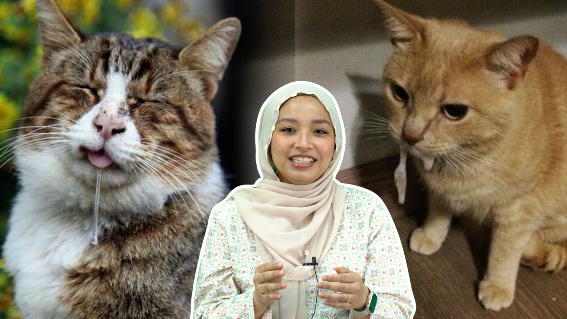 Kenapa Mulut Kucing Saya Berbuih? – ML Studios
