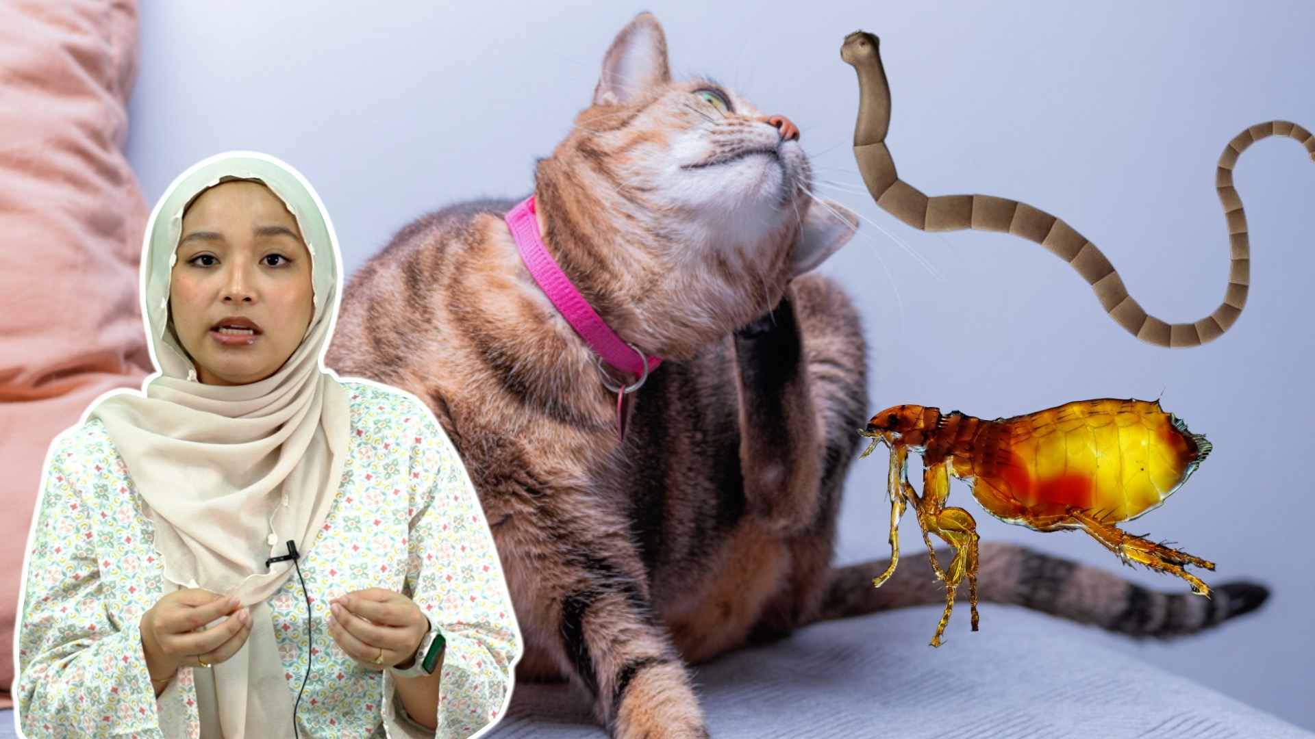 Ini Sebab Kutu Boleh Matikan Kucing Anda – ML Studios