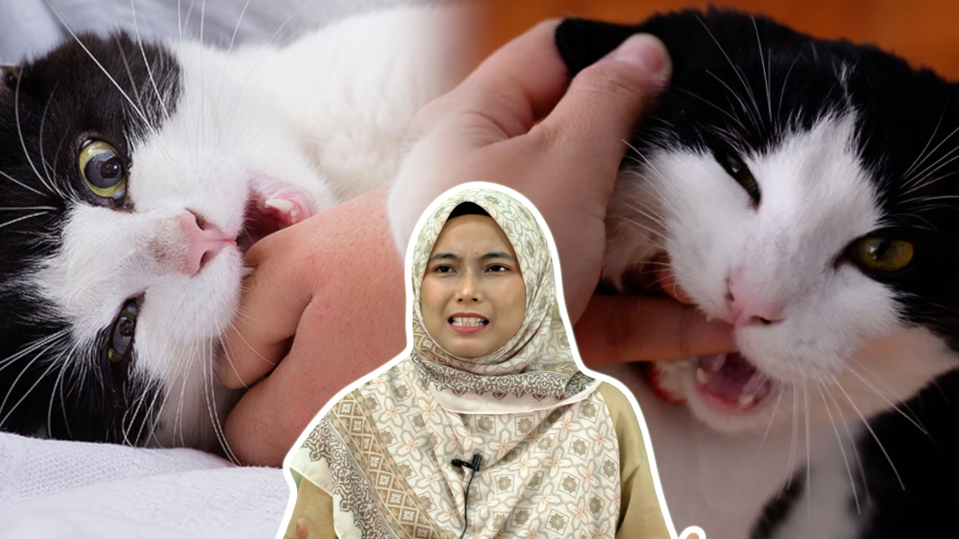 Jangan Normalise Kucing Gigit Kita – ML Studios